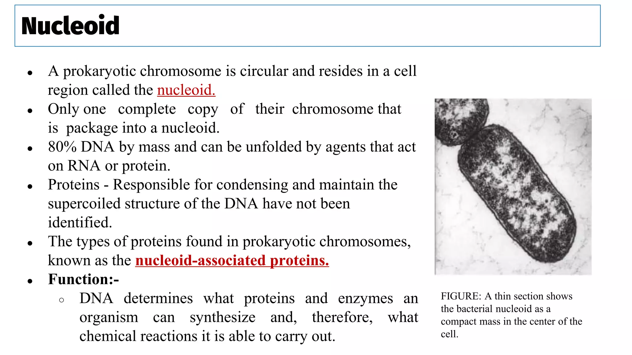 Organization of genetic materials in eukaryotes and prokaryotes | PPTX