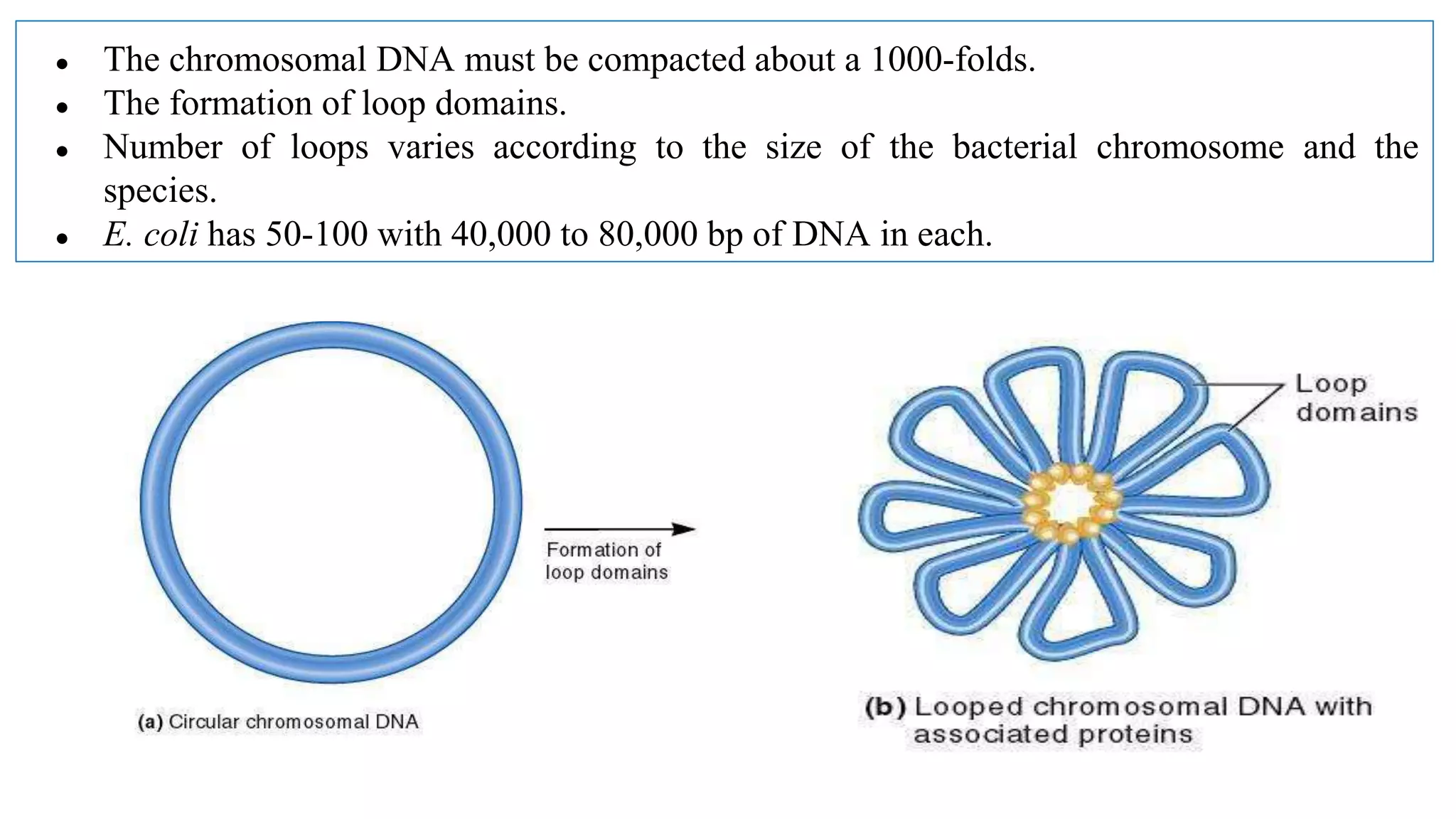 Organization of genetic materials in eukaryotes and prokaryotes | PPTX