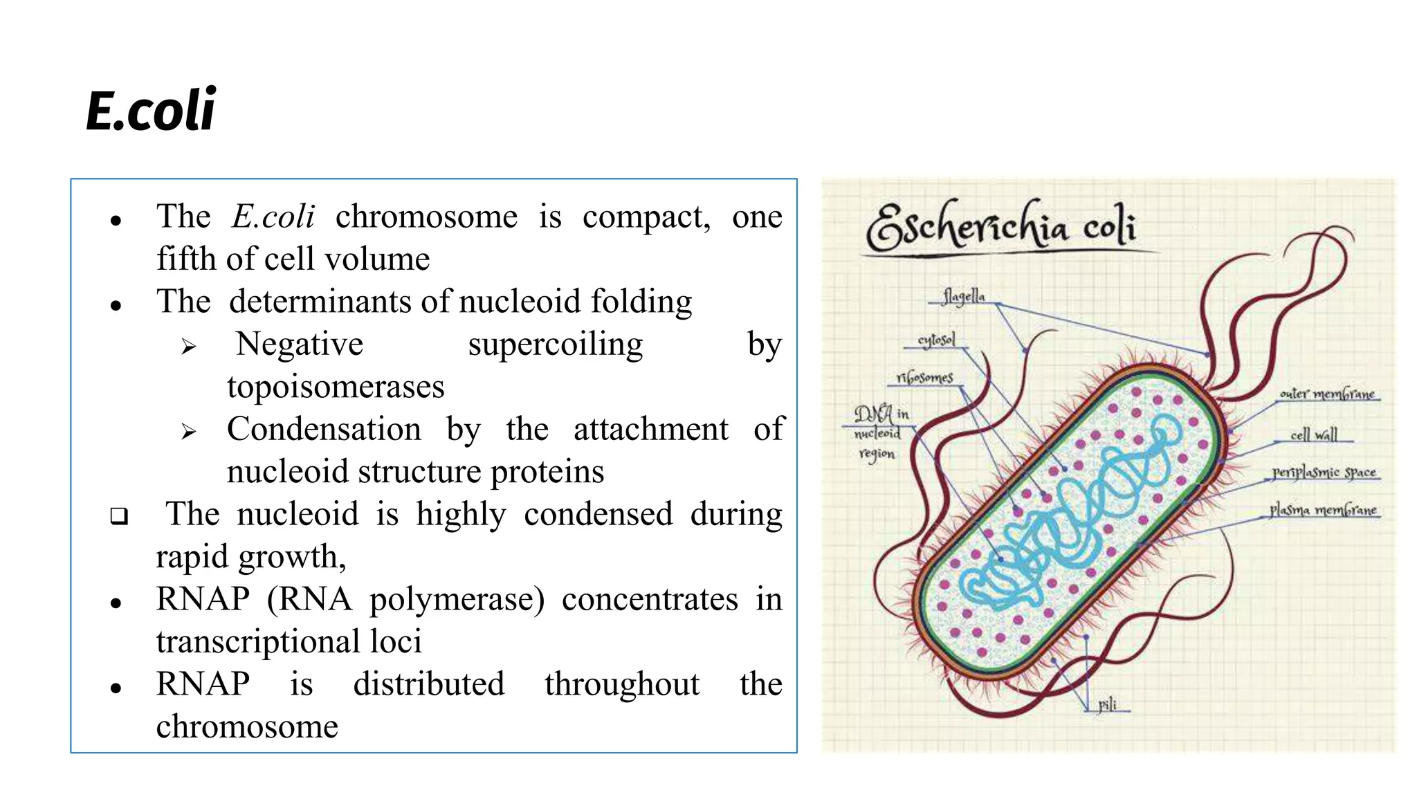 Organization of genetic materials in eukaryotes and prokaryotes | PPTX