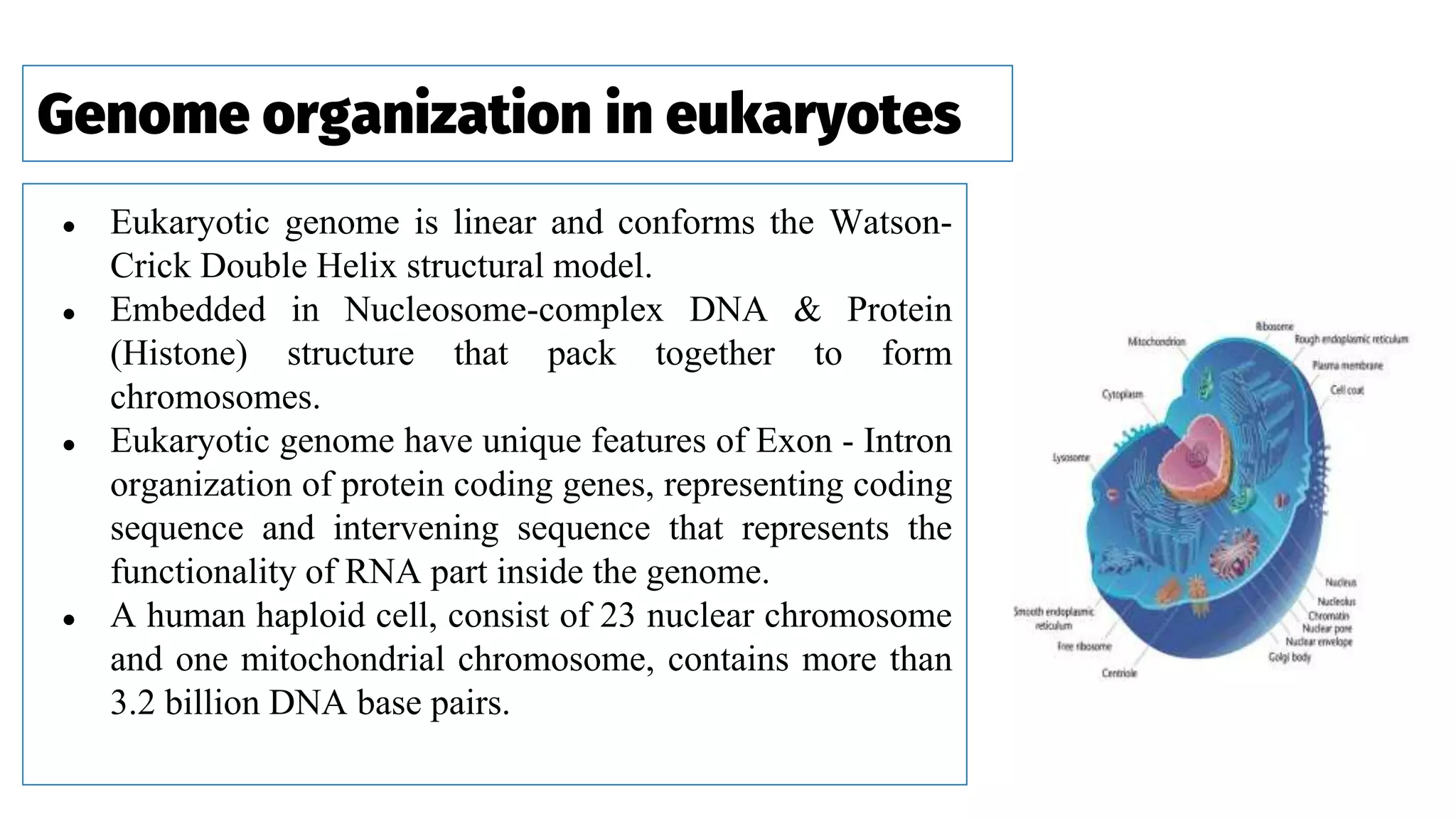 Organization of genetic materials in eukaryotes and prokaryotes | PPTX