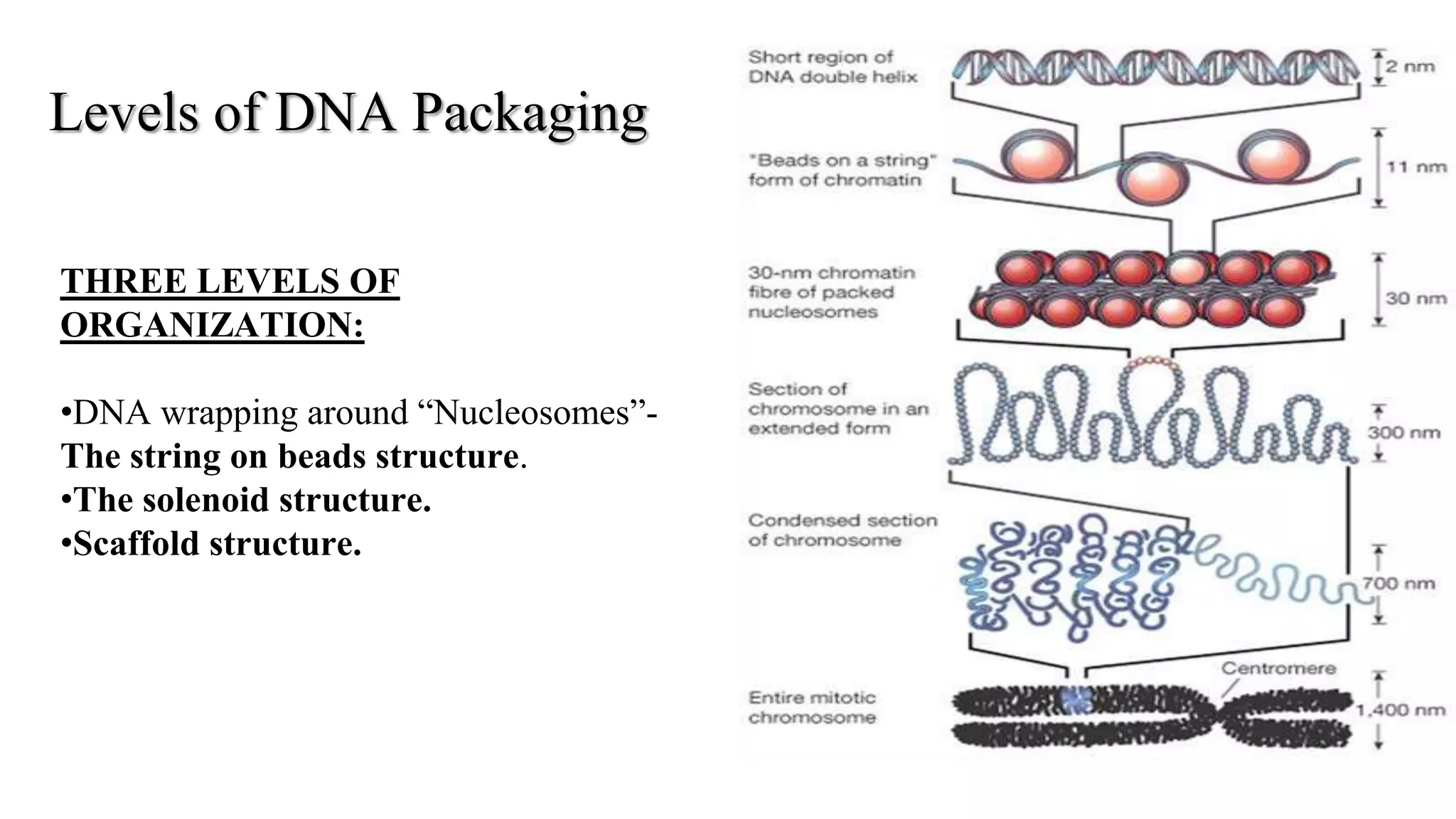 Organization of genetic materials in eukaryotes and prokaryotes | PPTX
