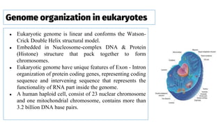 Organization of genetic materials in eukaryotes and prokaryotes | PPTX