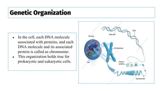 Organization of genetic materials in eukaryotes and prokaryotes | PPTX