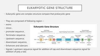 organization of genome both full ppt.pptx