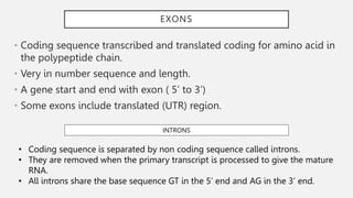 organization of genome both full ppt.pptx