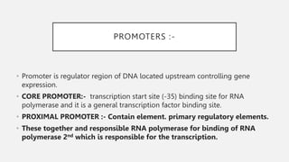 organization of genome both full ppt.pptx