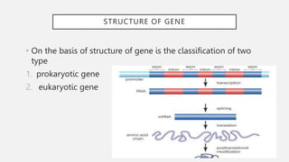 organization of genome both full ppt.pptx