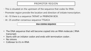 organization of genome both full ppt.pptx