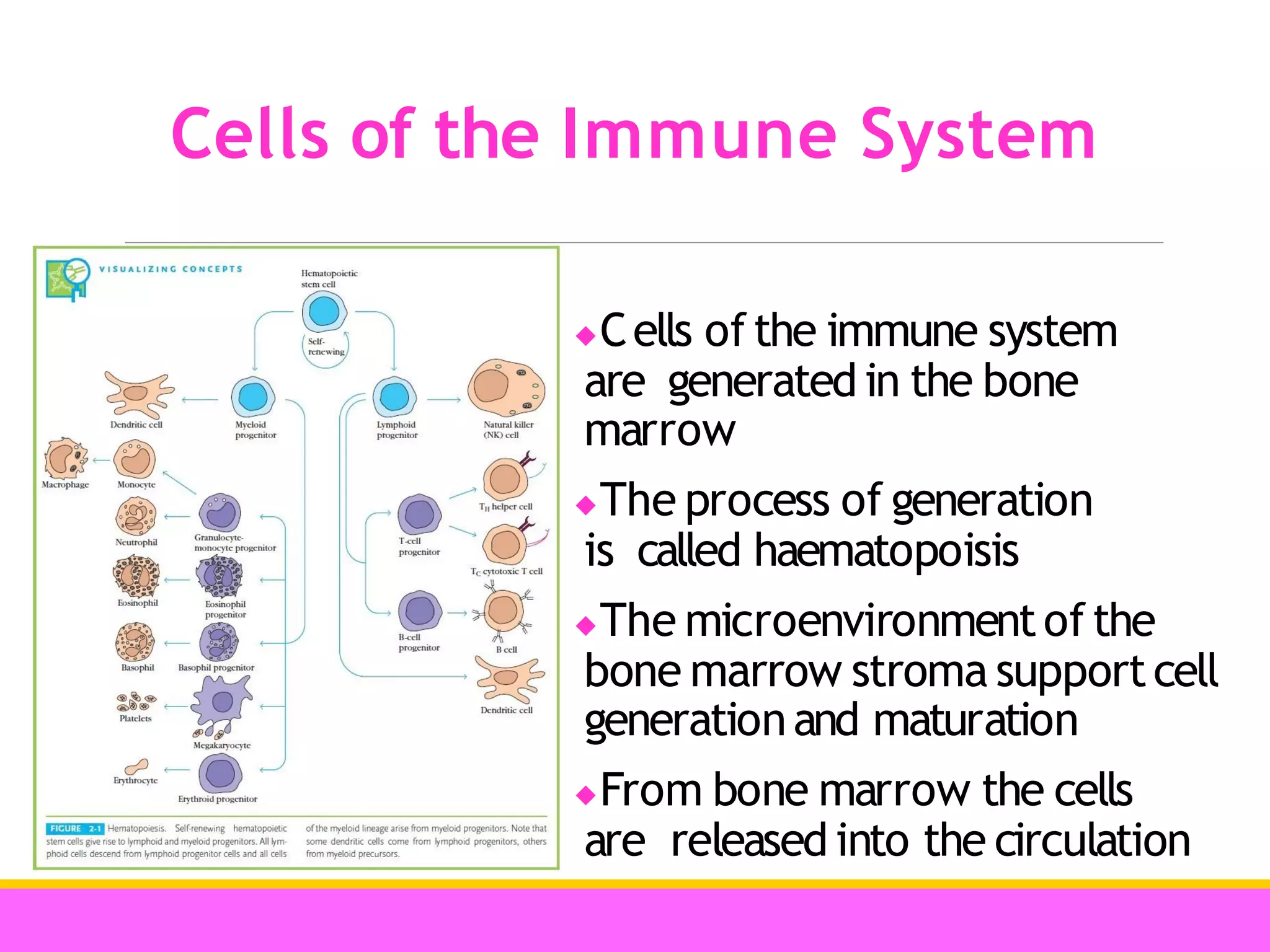 ORGANIZATION OF IMMUNE SYSTEM 1,2.pdf