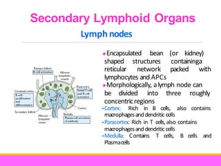 ORGANIZATION OF IMMUNE SYSTEM 1,2.pdf