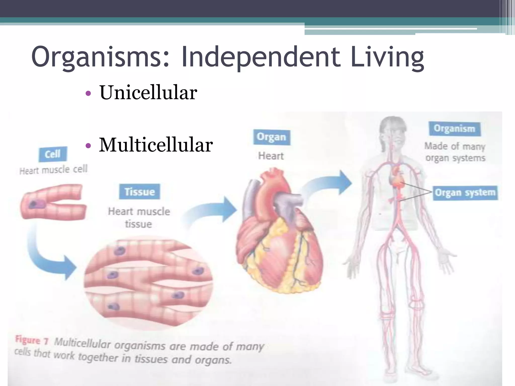 Organization Of Life | PPTX