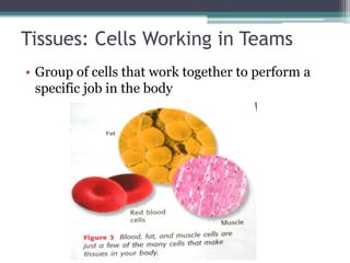Organization Of Life | PPTX