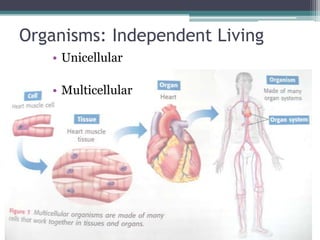Organization Of Life | PPTX