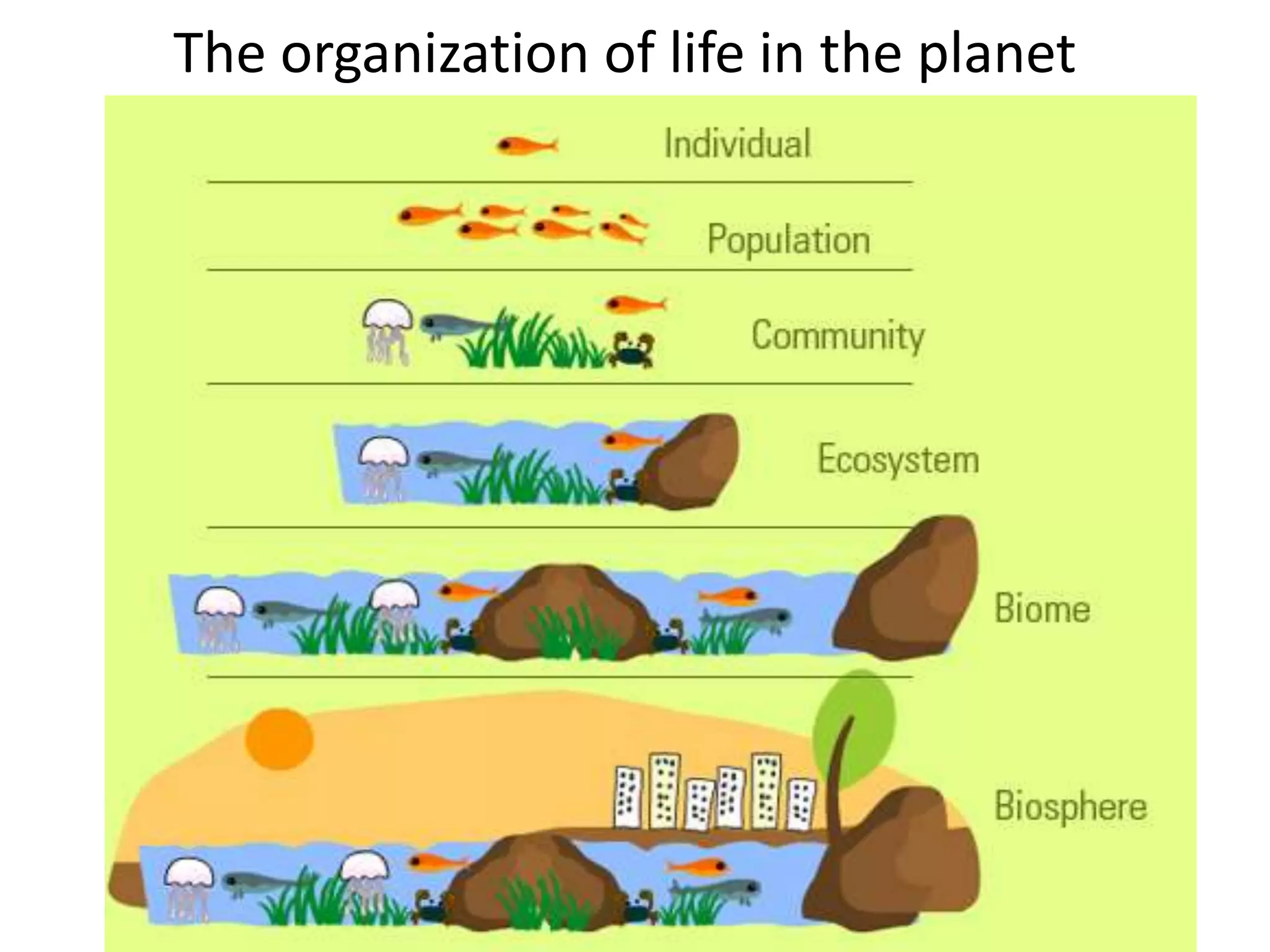 Organization of life on earth | PPTX