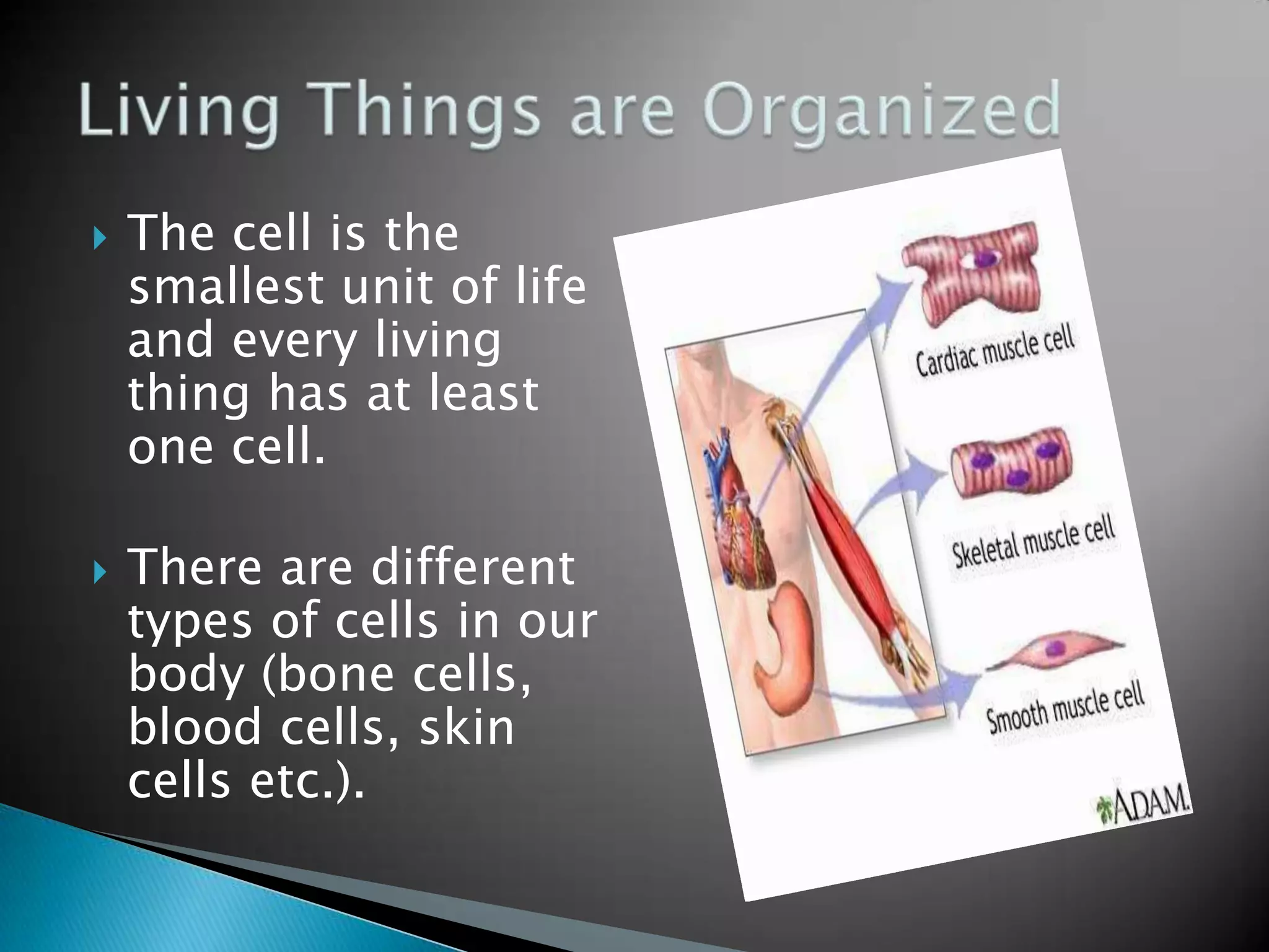 Organization Of Life Presentation | PPTX