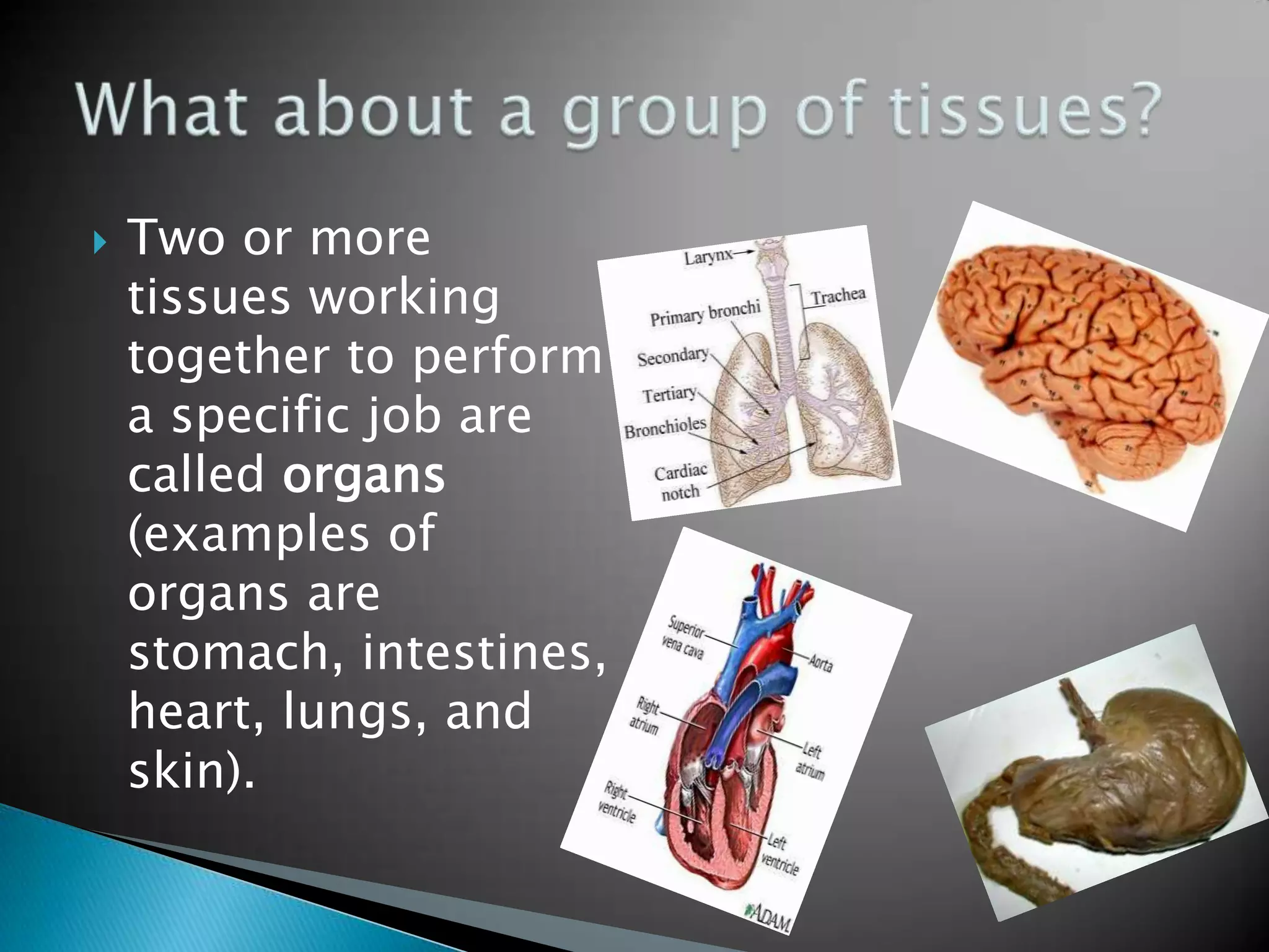 Organization Of Life Presentation | PPTX