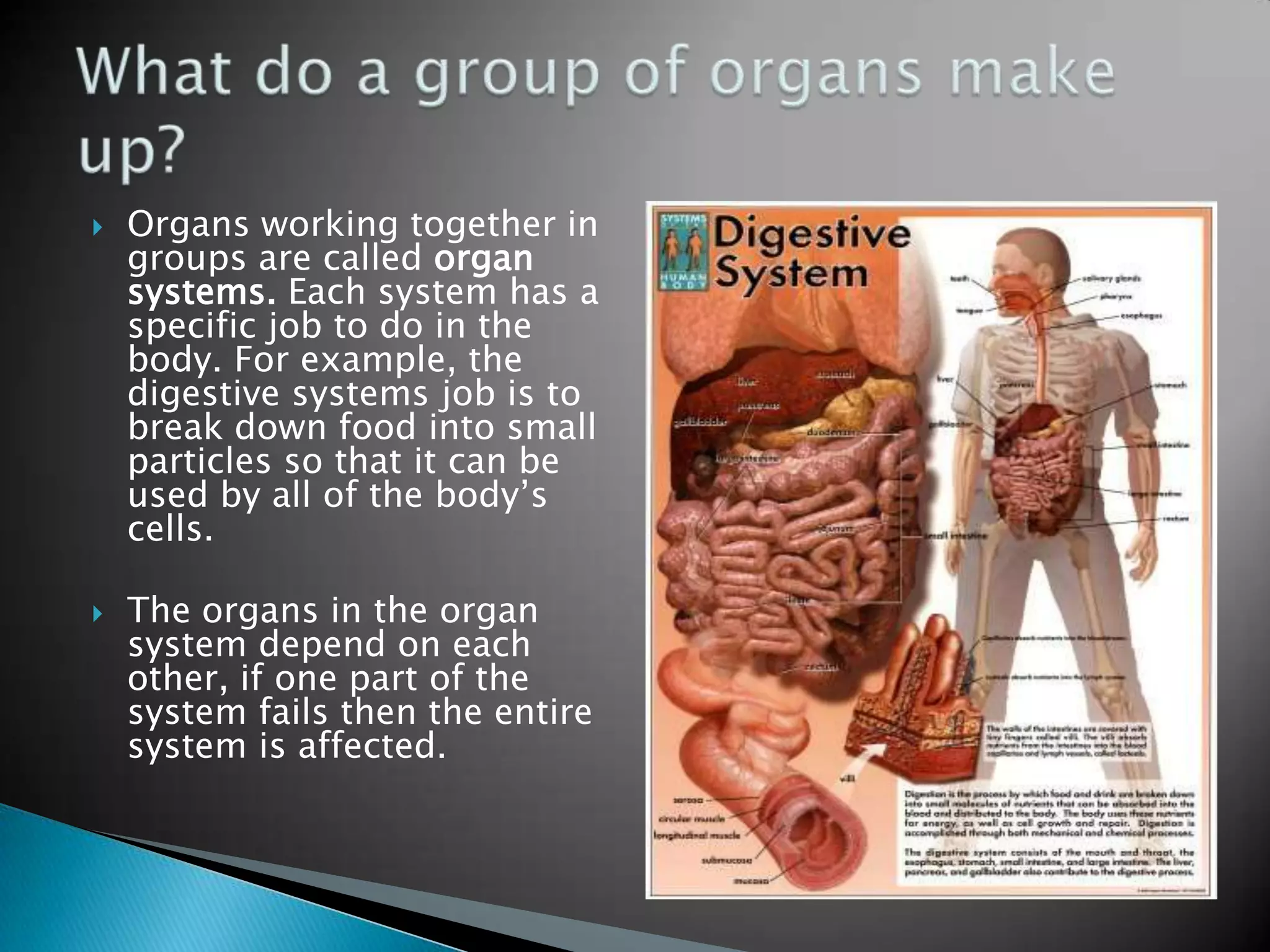 Organization Of Life Presentation | PPTX