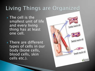 Organization Of Life Presentation | PPTX