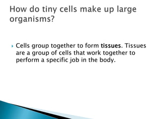 Organization Of Life Presentation | PPTX