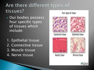 Organization Of Life Presentation | PPTX