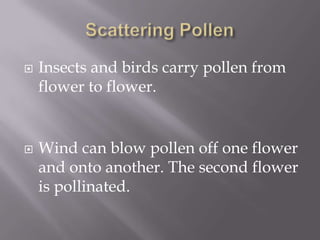 Organization Of Living Things | PPTX