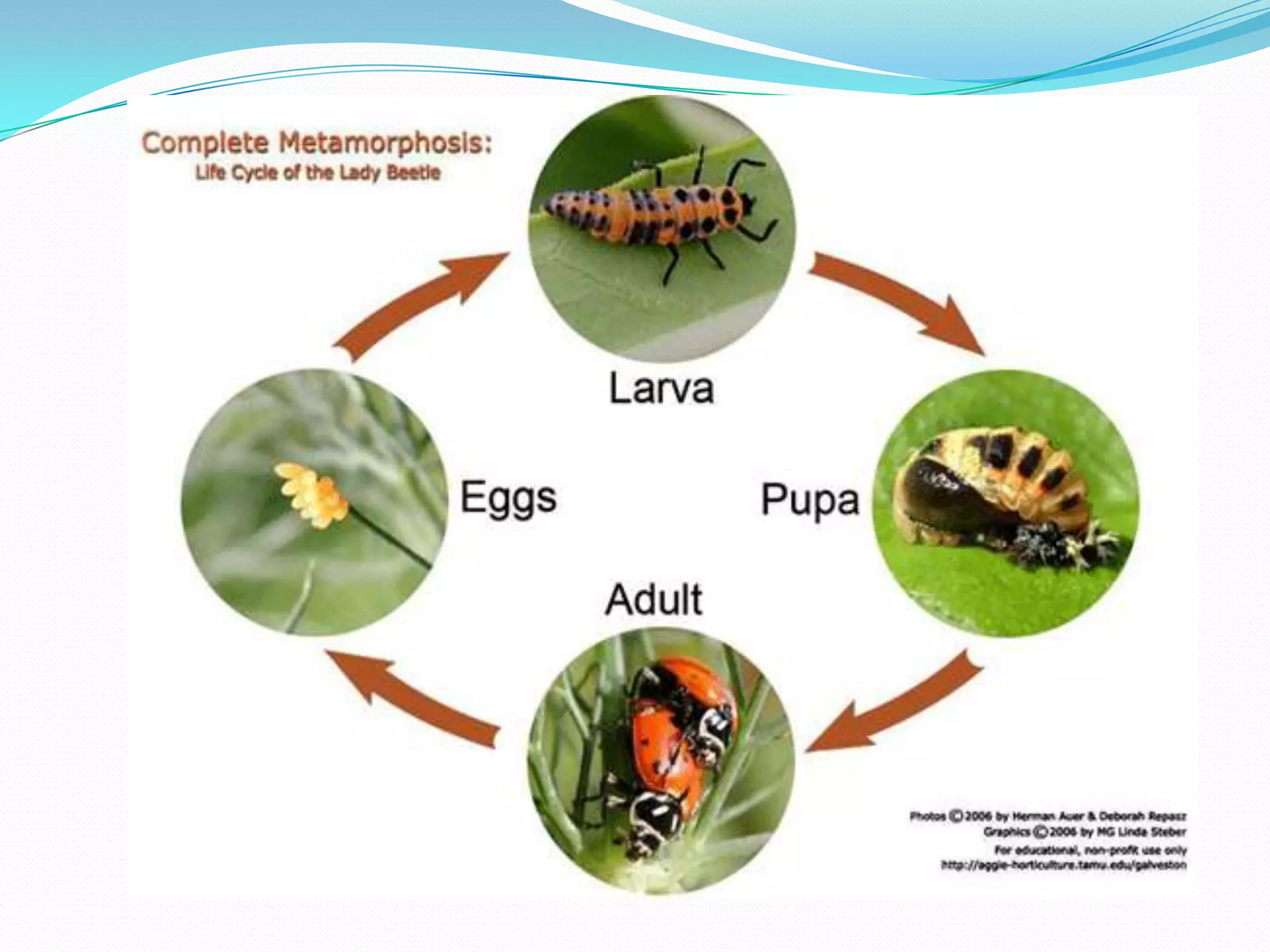 Organization Of Living Things | PPTX