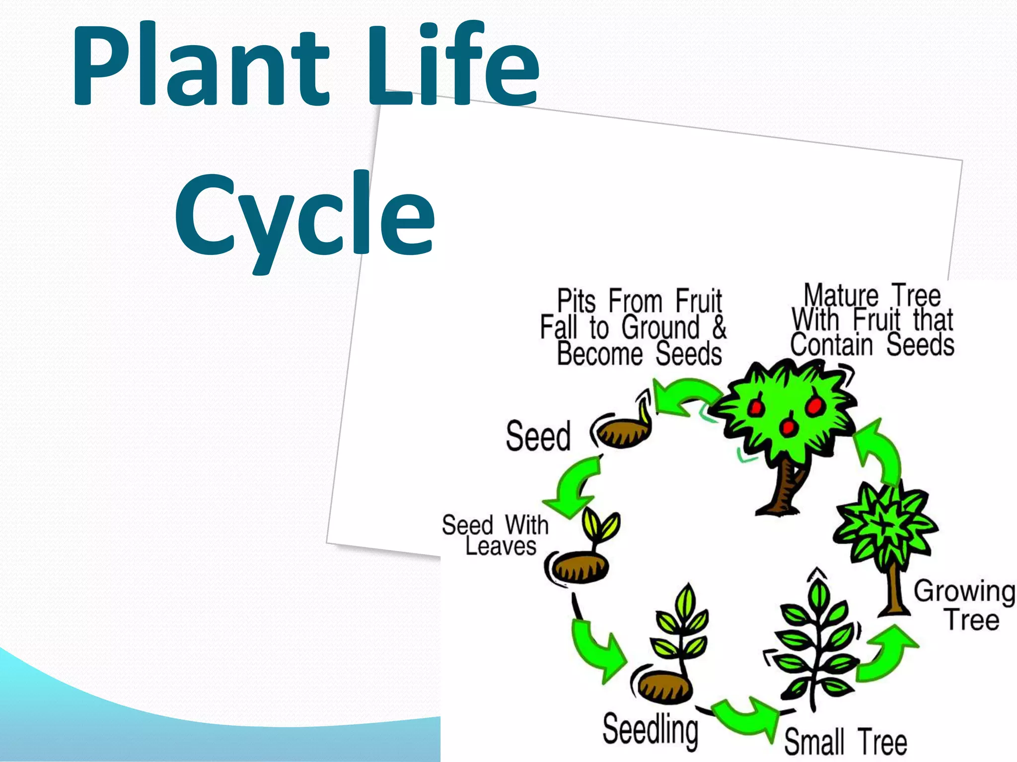 Organization Of Living Things | PPTX