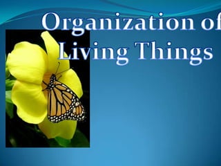Organization Of Living Things | PPTX