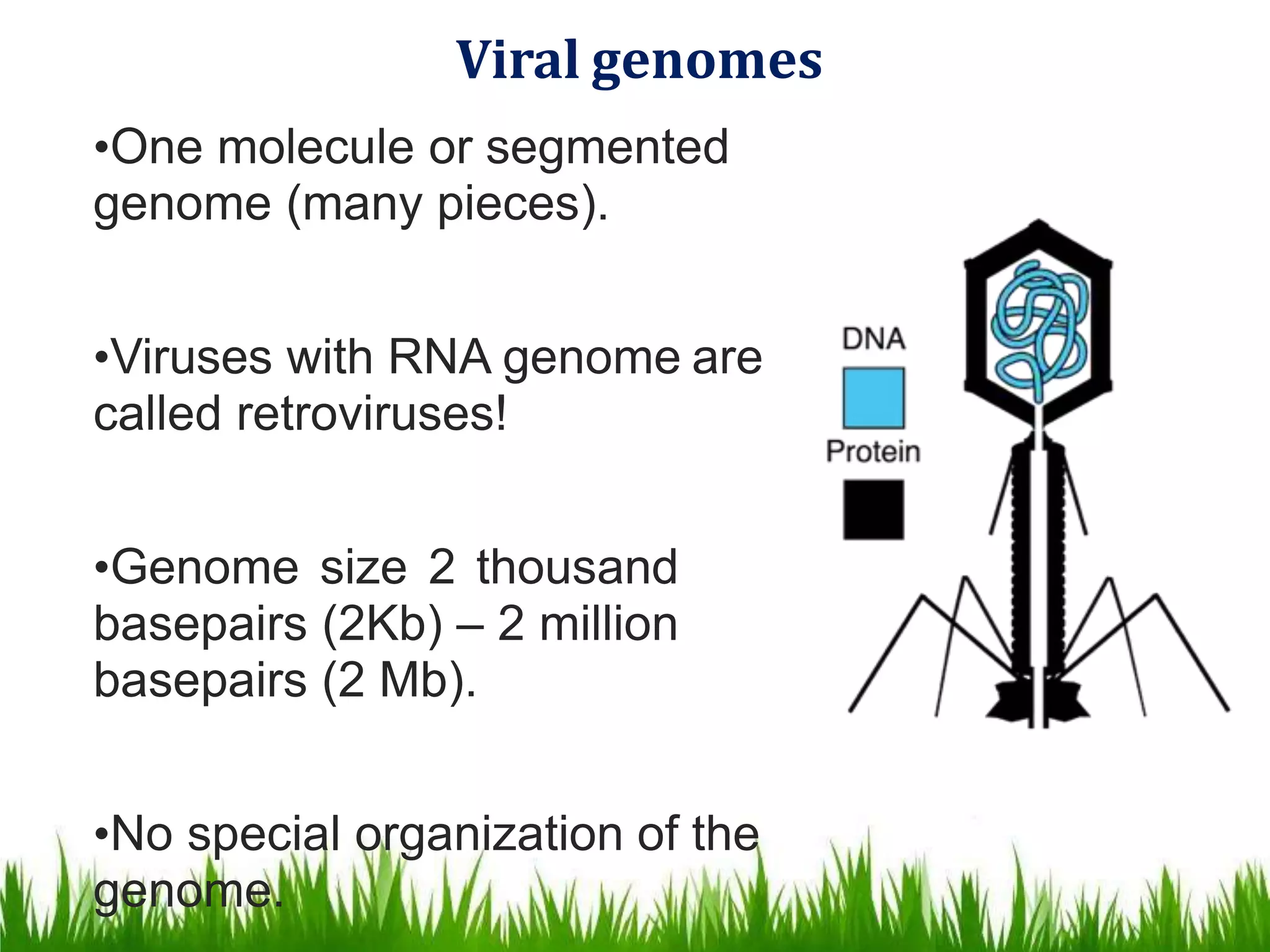 Organization of mammalian genome | PPTX