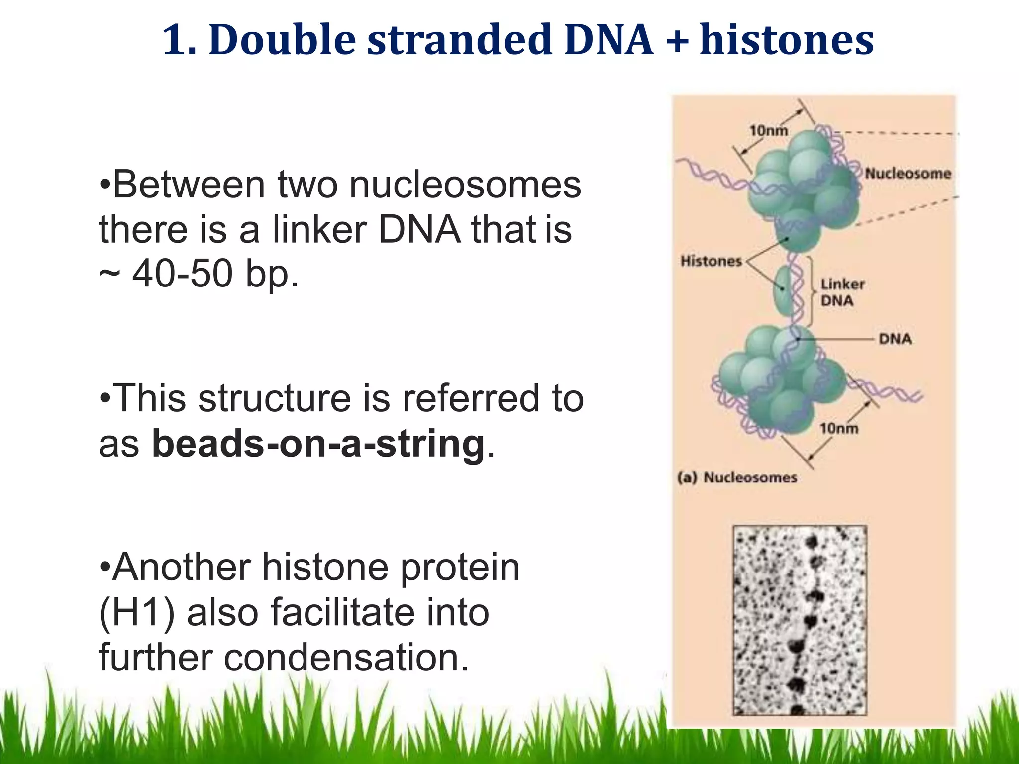 Organization of mammalian genome | PPTX