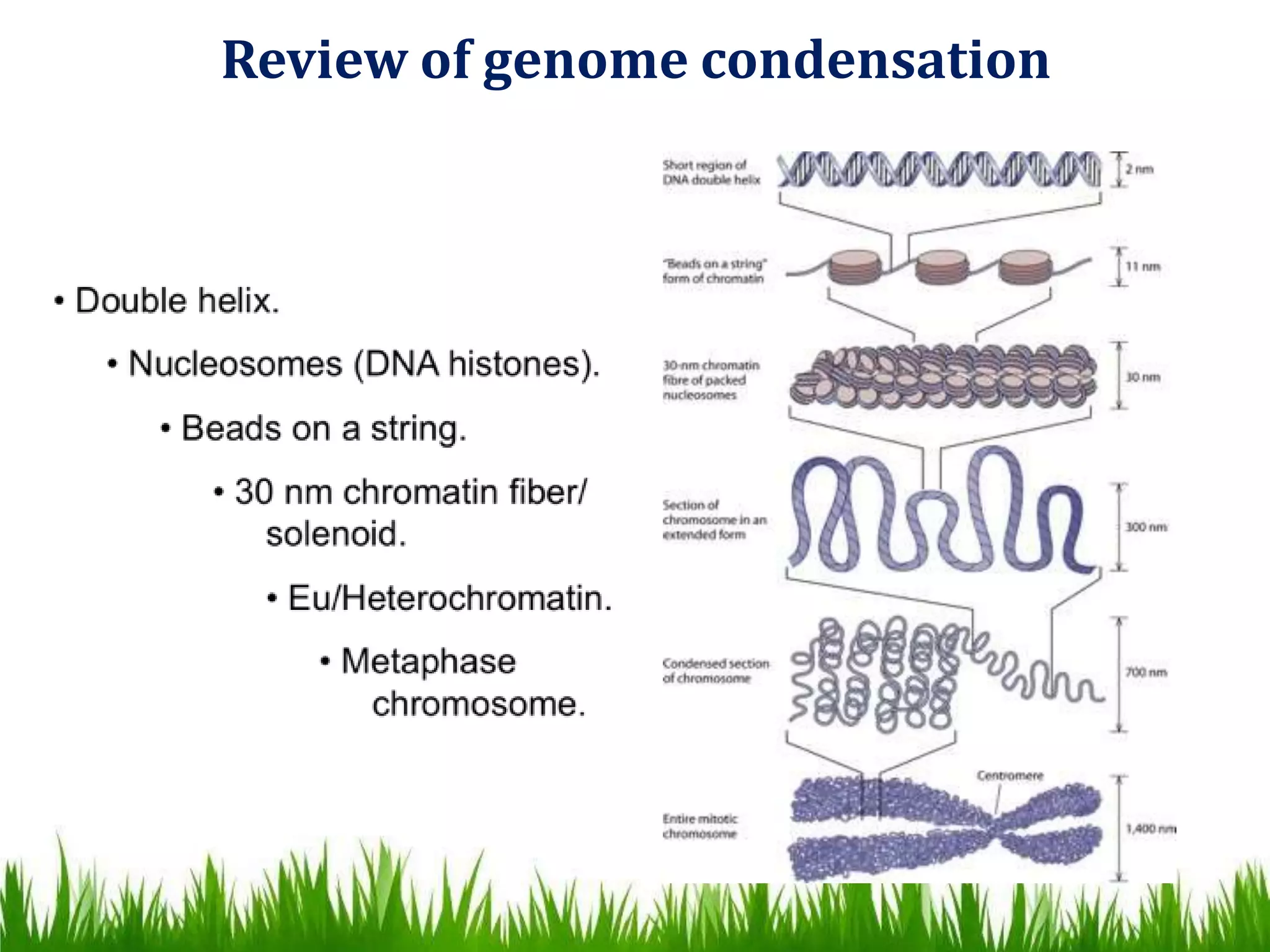 Organization of mammalian genome | PPTX