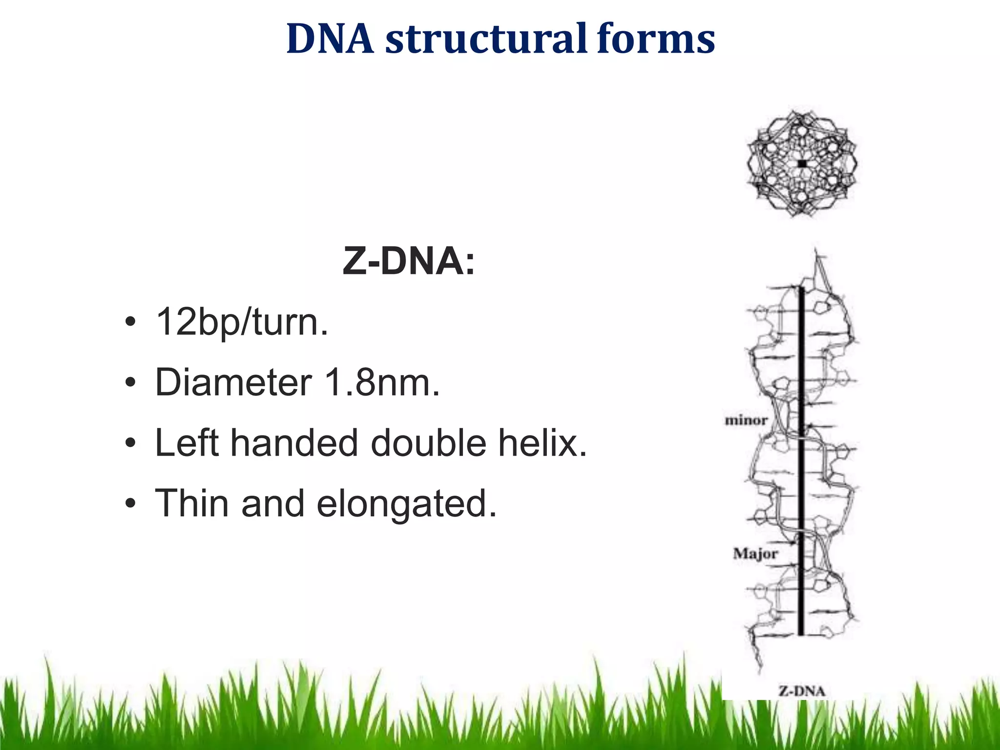 Organization of mammalian genome | PPTX