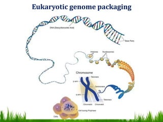 Organization of mammalian genome | PPTX