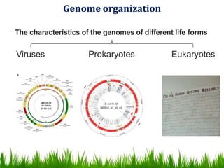 Organization of mammalian genome | PPTX