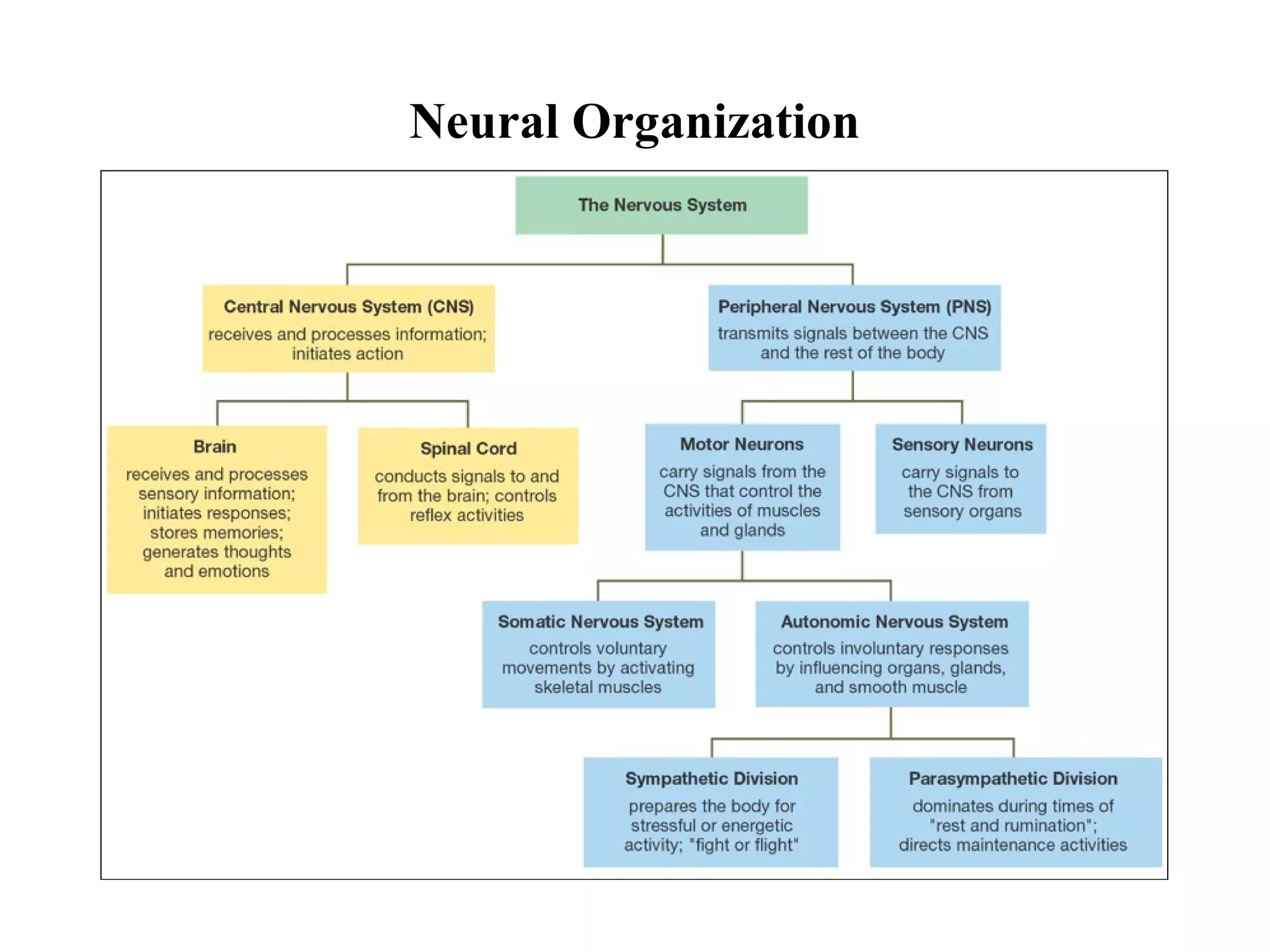 Organization of nervous system | PPT