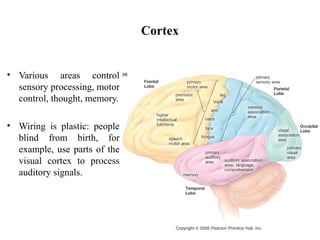 Organization of nervous system | PPT