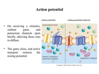 Organization of nervous system | PPT