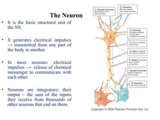 Organization of nervous system | PPT