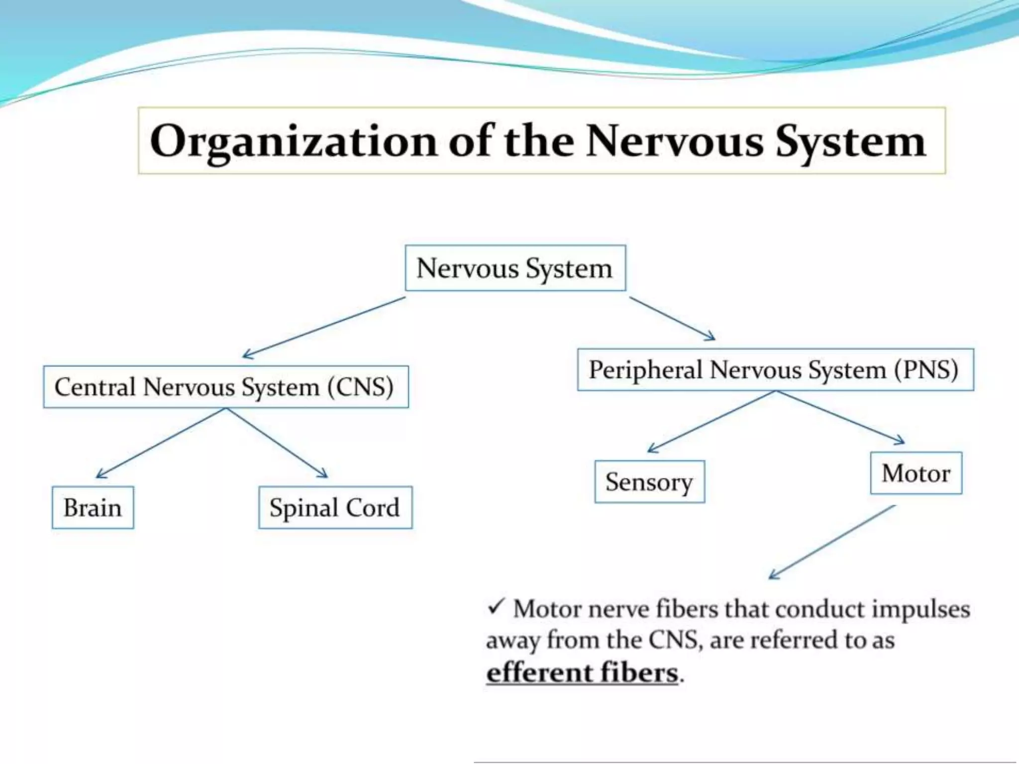 Organization of Nervous System | PPTX