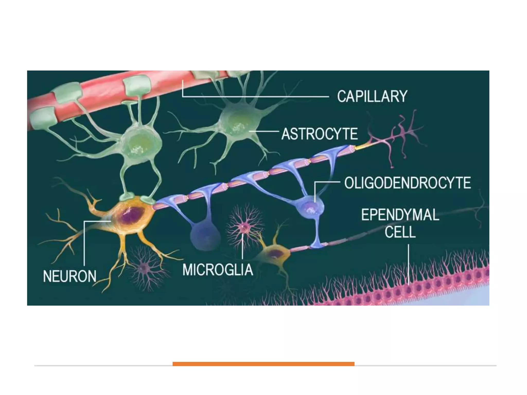 Organization of Nervous System | PPTX