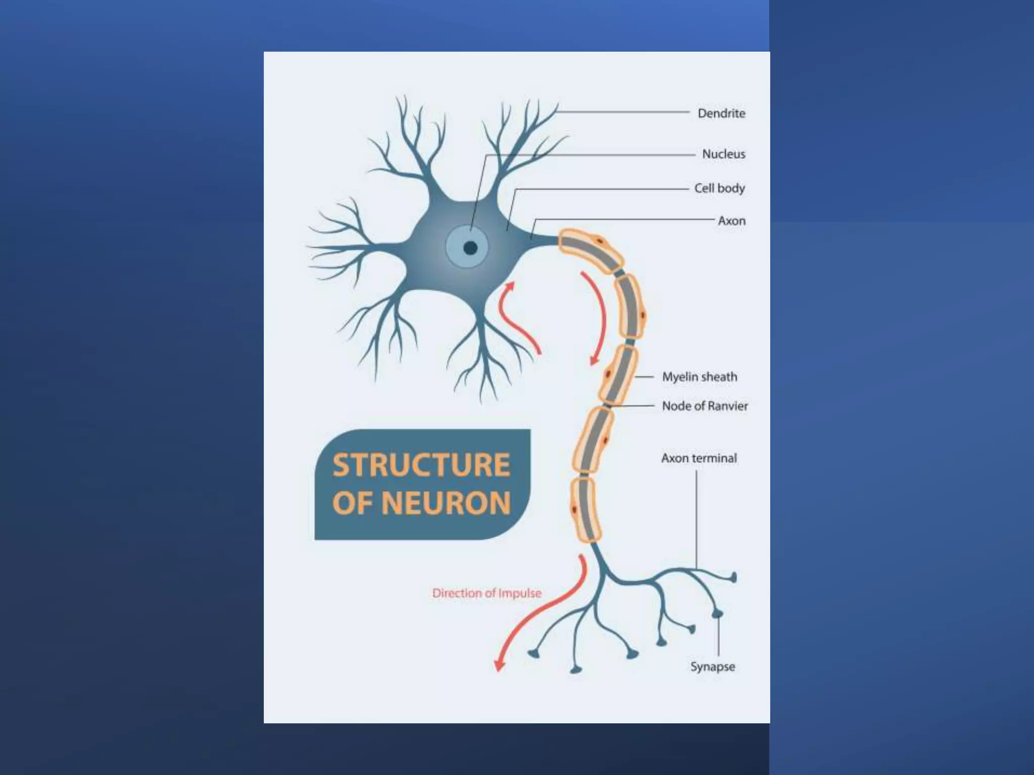 Organization of Nervous System | PPTX