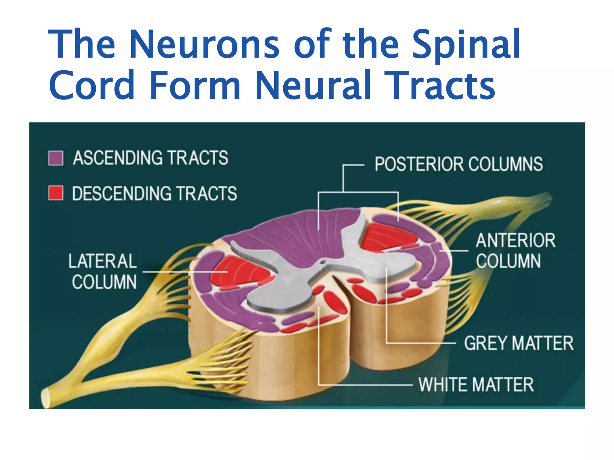 Organization of Nervous System | PPTX