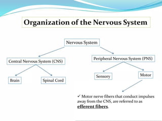 Organization of Nervous System | PPTX