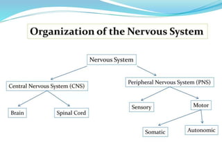 Organization of Nervous System | PPTX