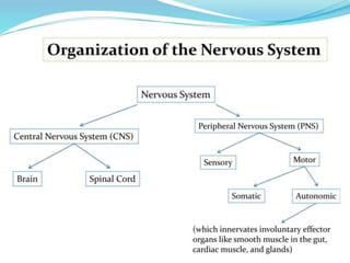 Organization of Nervous System | PPTX