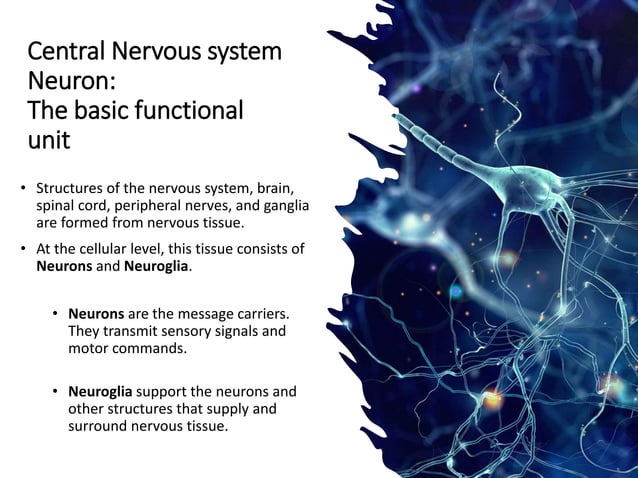 Organization of Nervous System | PPTX