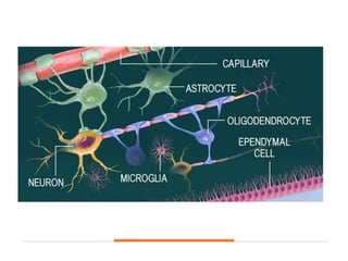 Organization of Nervous System | PPTX