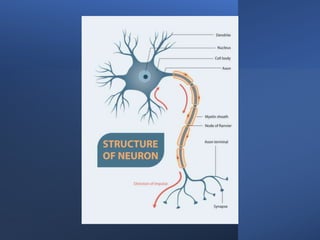 Organization of Nervous System | PPTX