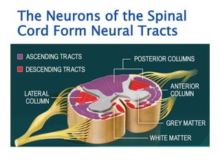 Organization of Nervous System | PPTX