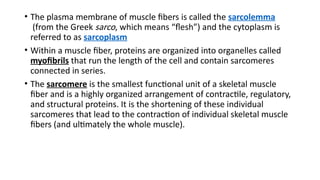 Organization of Skeletal Muscle, Muscle Contraction, Neuromuscular ...
